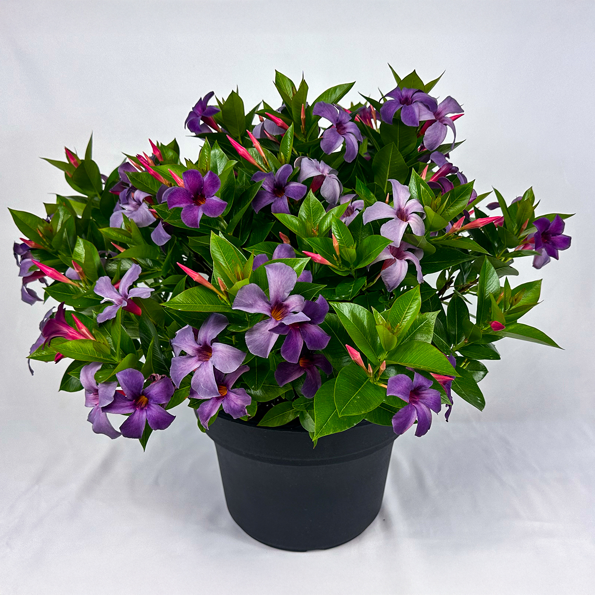 Mandevilla Bluephoria™ - Homestead Gardens, Inc.