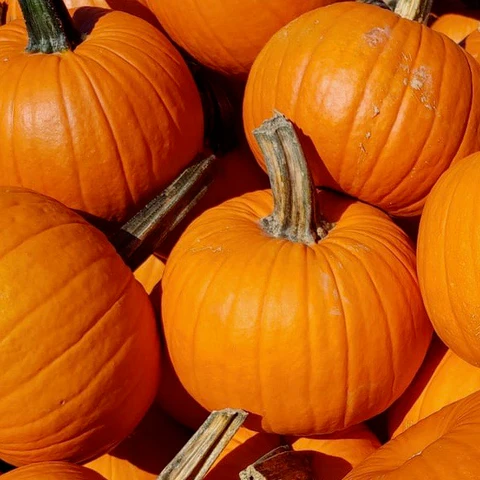 Pumpkin Varieties - Homestead Gardens, Inc.